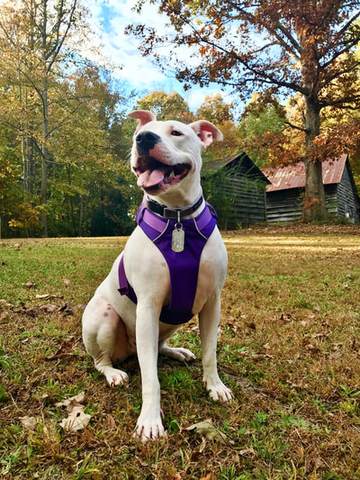 Wynne the Pitty, My Miracle Pup and her journey of healing... – Rebel Raw